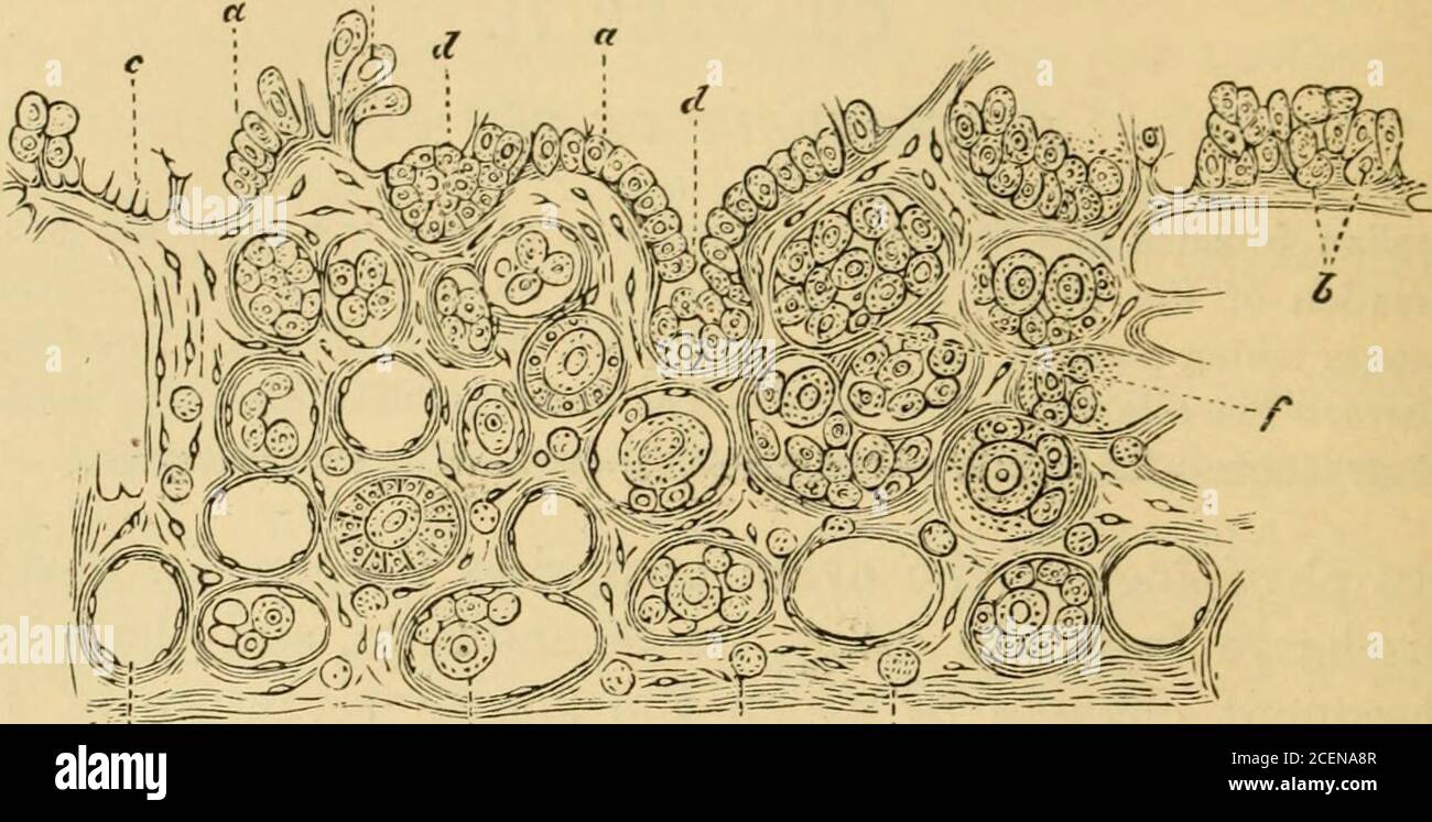 Graafian follicles hi-res stock photography and images - Alamy