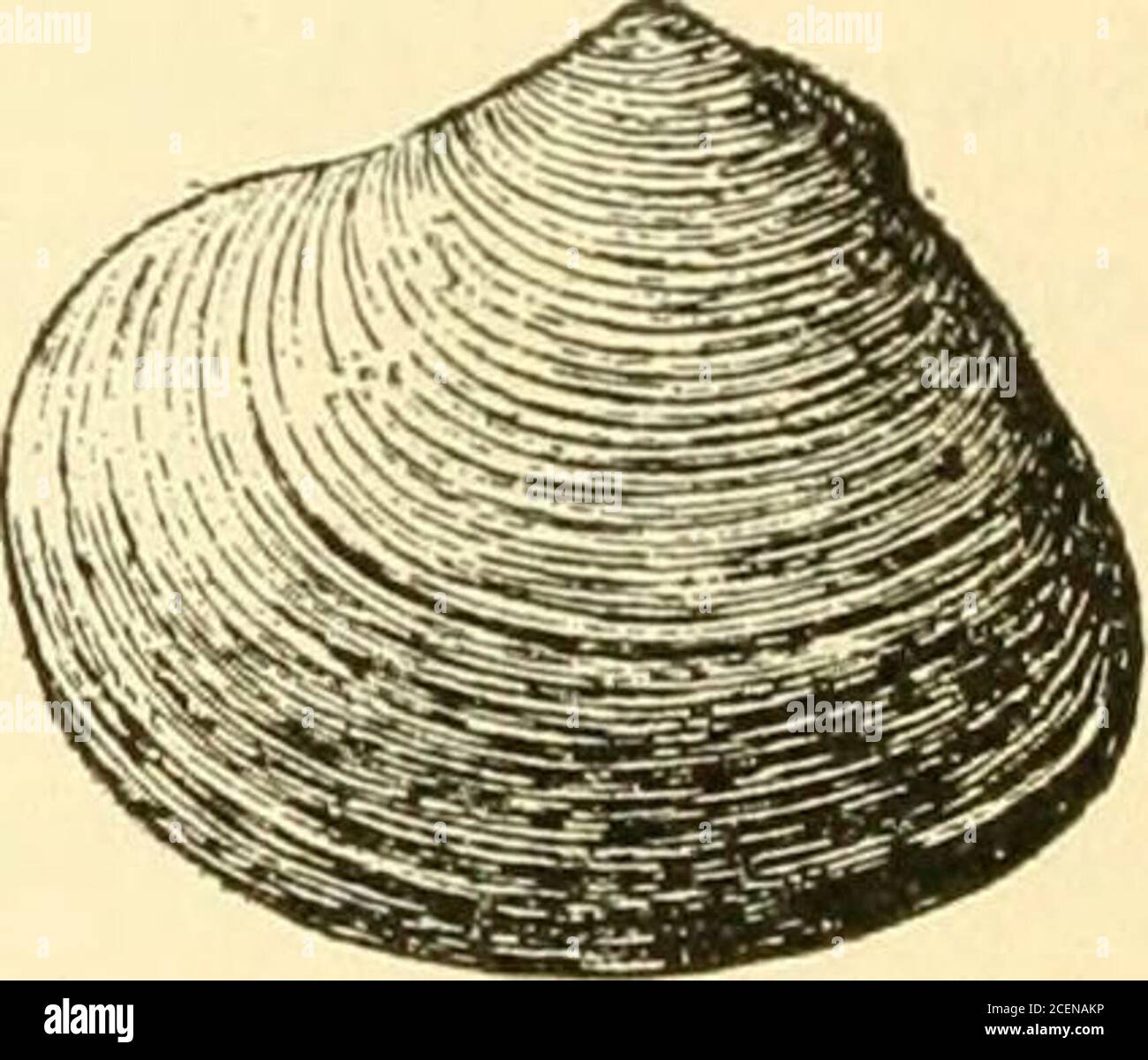 . West American shells; a description in familiar terms of the ...