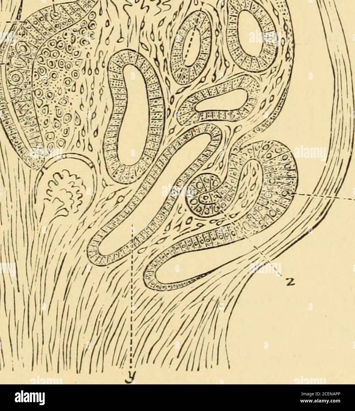 . The science and art of midwifery. Fig. 28.—Uterus semi-partitus ...