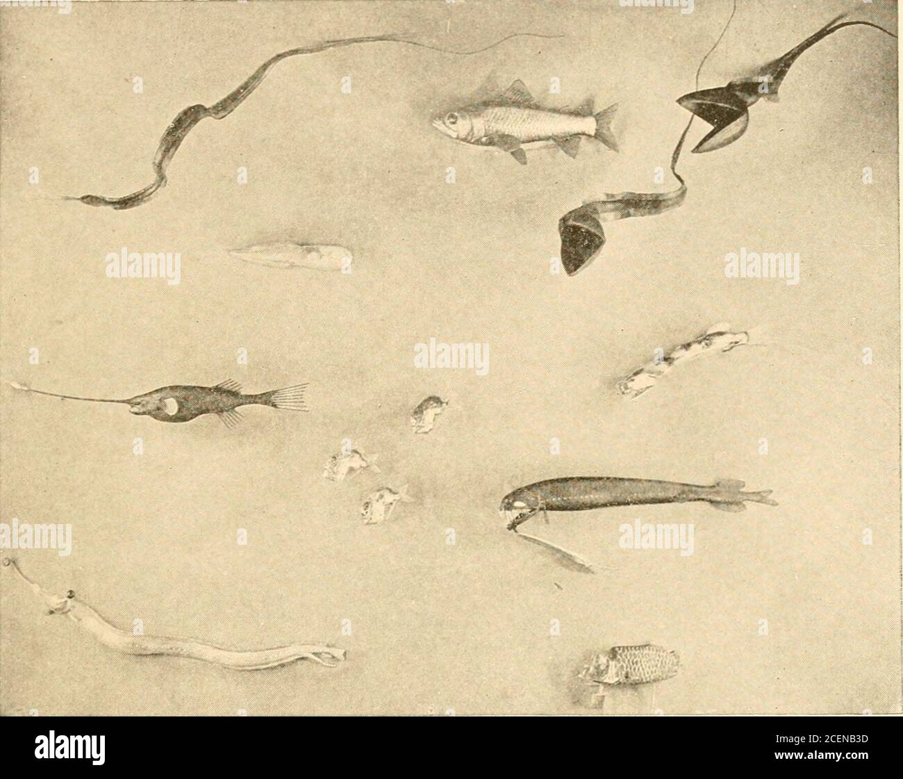 fish evolution theory