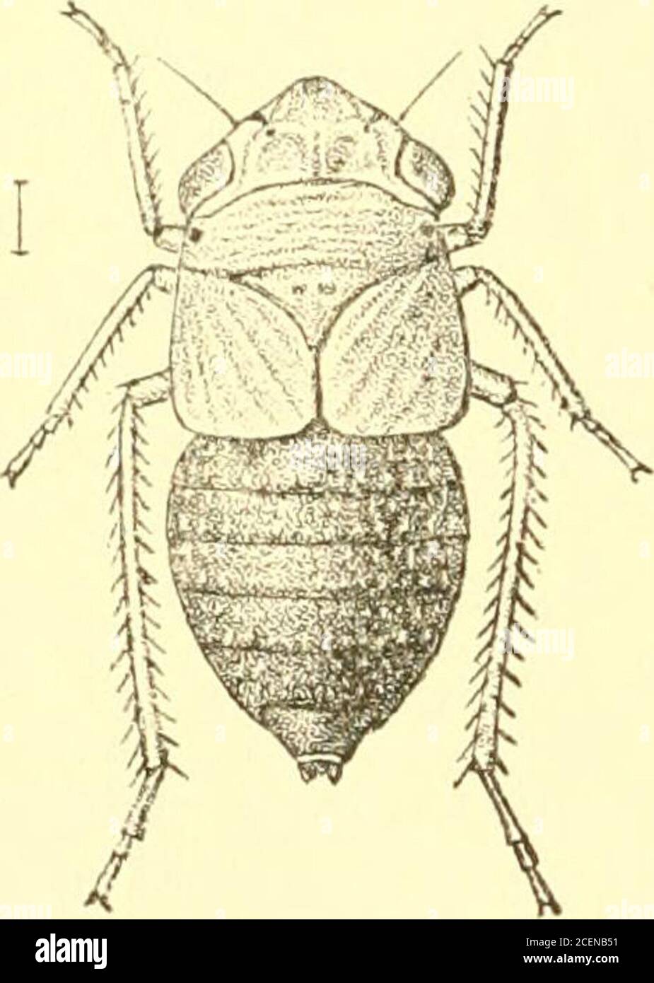 Jassid hi-res stock photography and images - Alamy