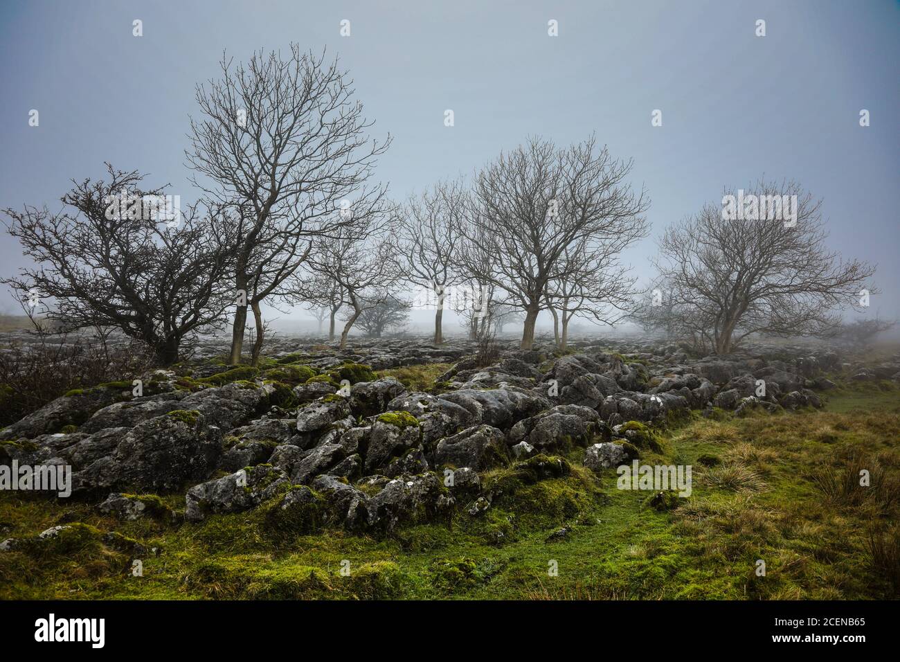 Swaledale spring tree hi-res stock photography and images - Alamy