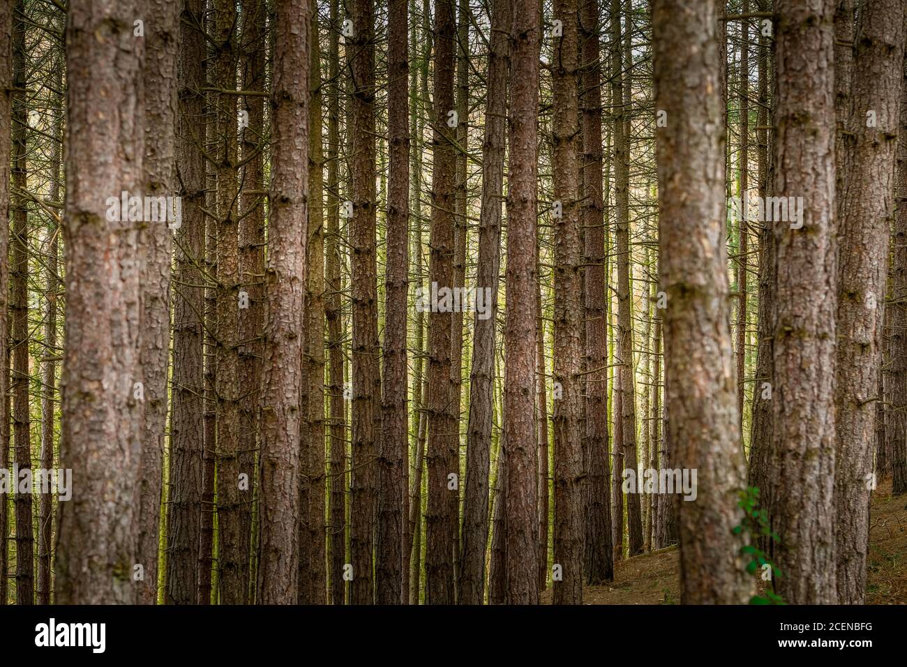 Forest of closely planted pine trees Stock Photo - Alamy
