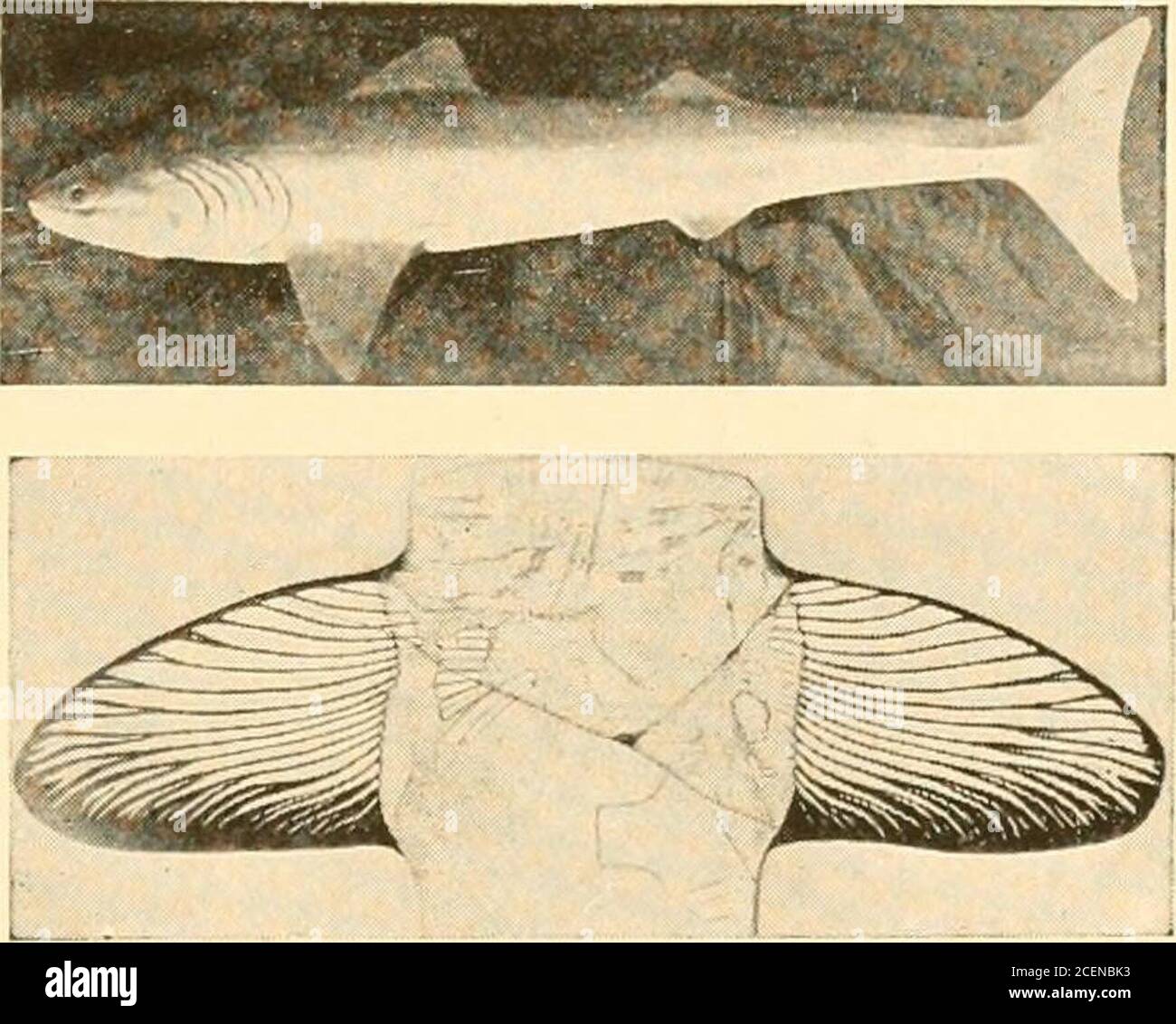 . The origin and evolution of life, on the theory of action, reaction ...