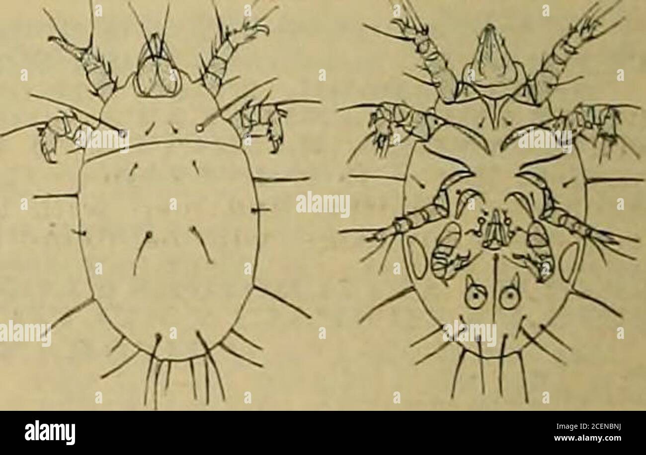 Bulb mite hi-res stock photography and images - Alamy