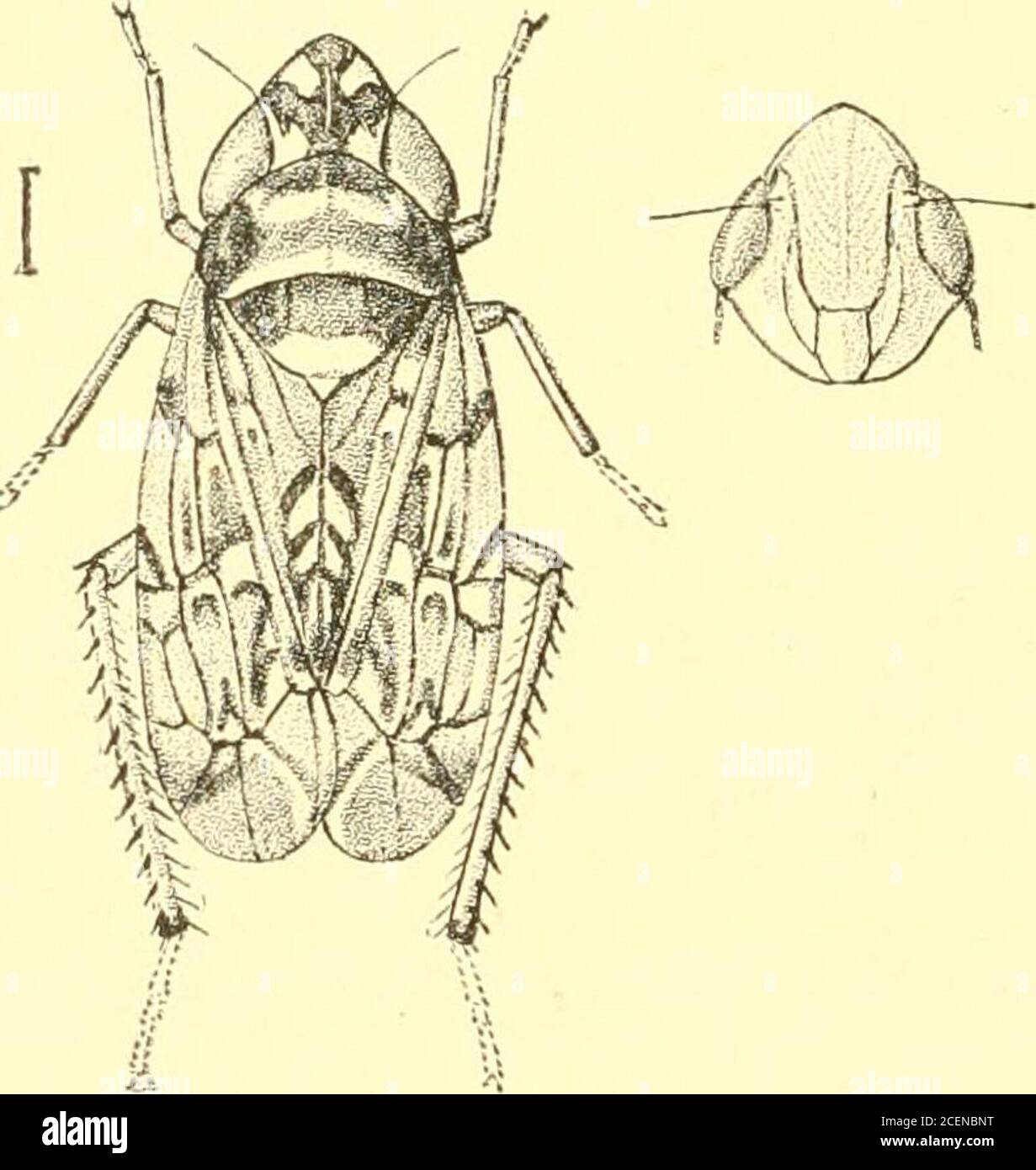. Rhynchota ... inal lines, cheeksspotted with piceous; body beneath ...