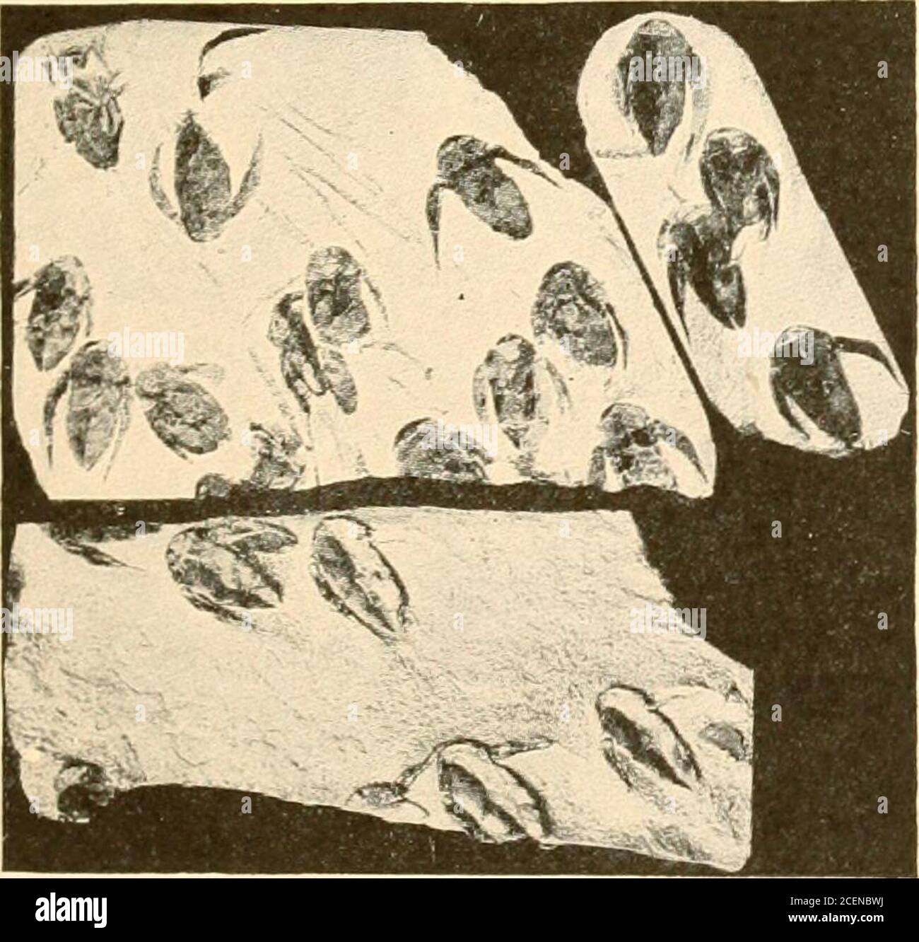Ostracoderm hi-res stock photography and images - Alamy