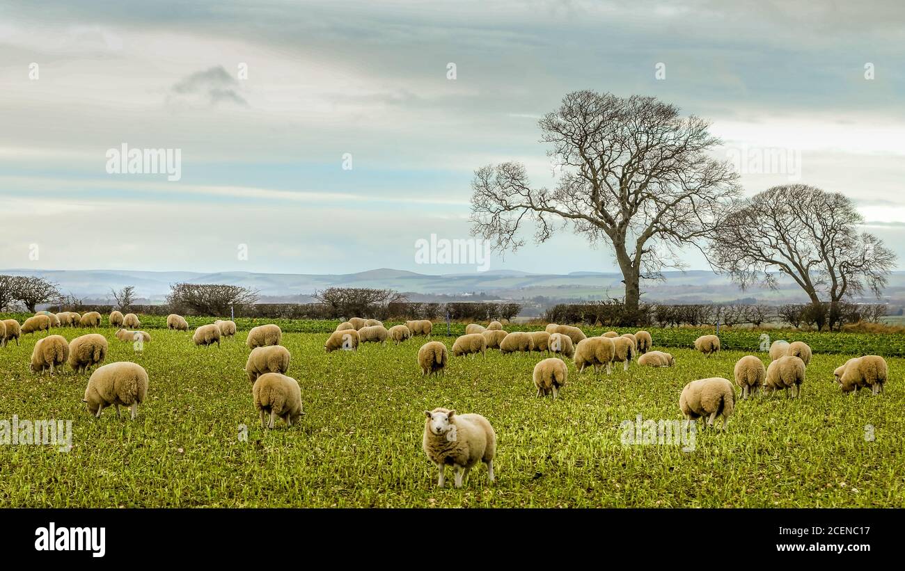 Sheep Silhouette Icon High Resolution Stock Photography and Images - Alamy