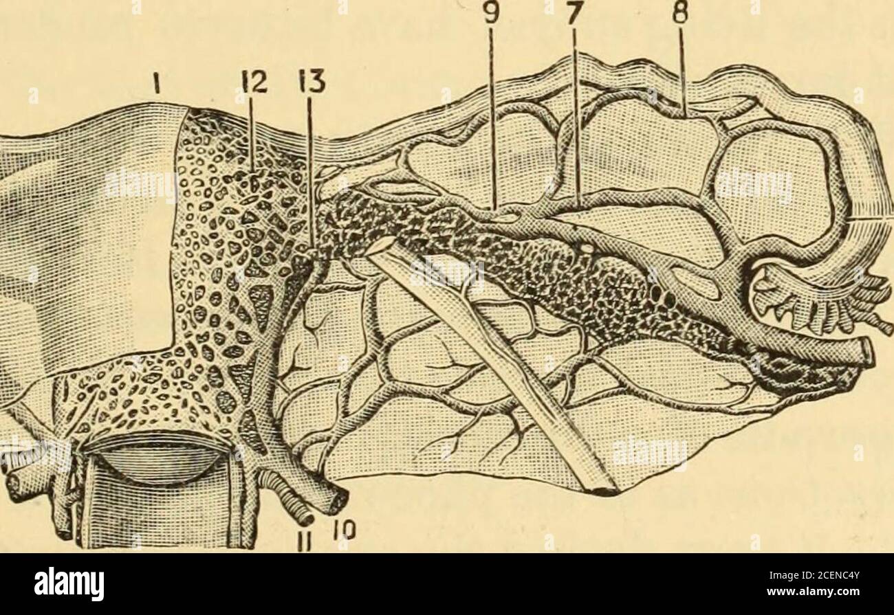 . The science and art of midwifery. . V3. Fig. 19.—Uterine and utero ...