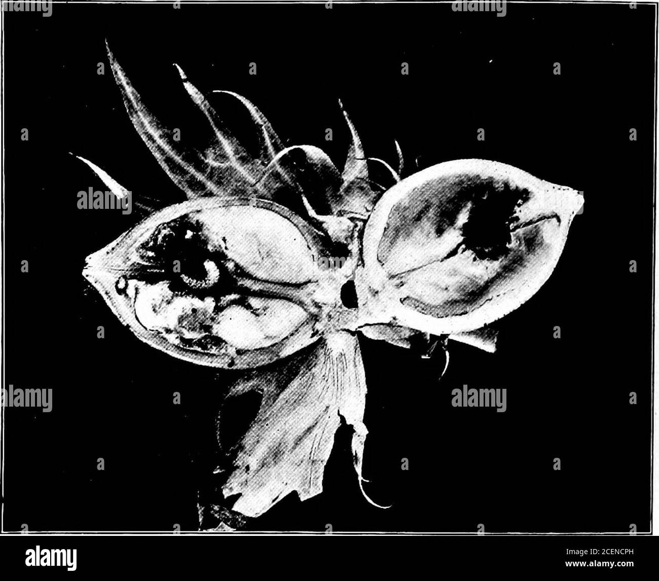 Small boll Black and White Stock Photos & Images - Alamy