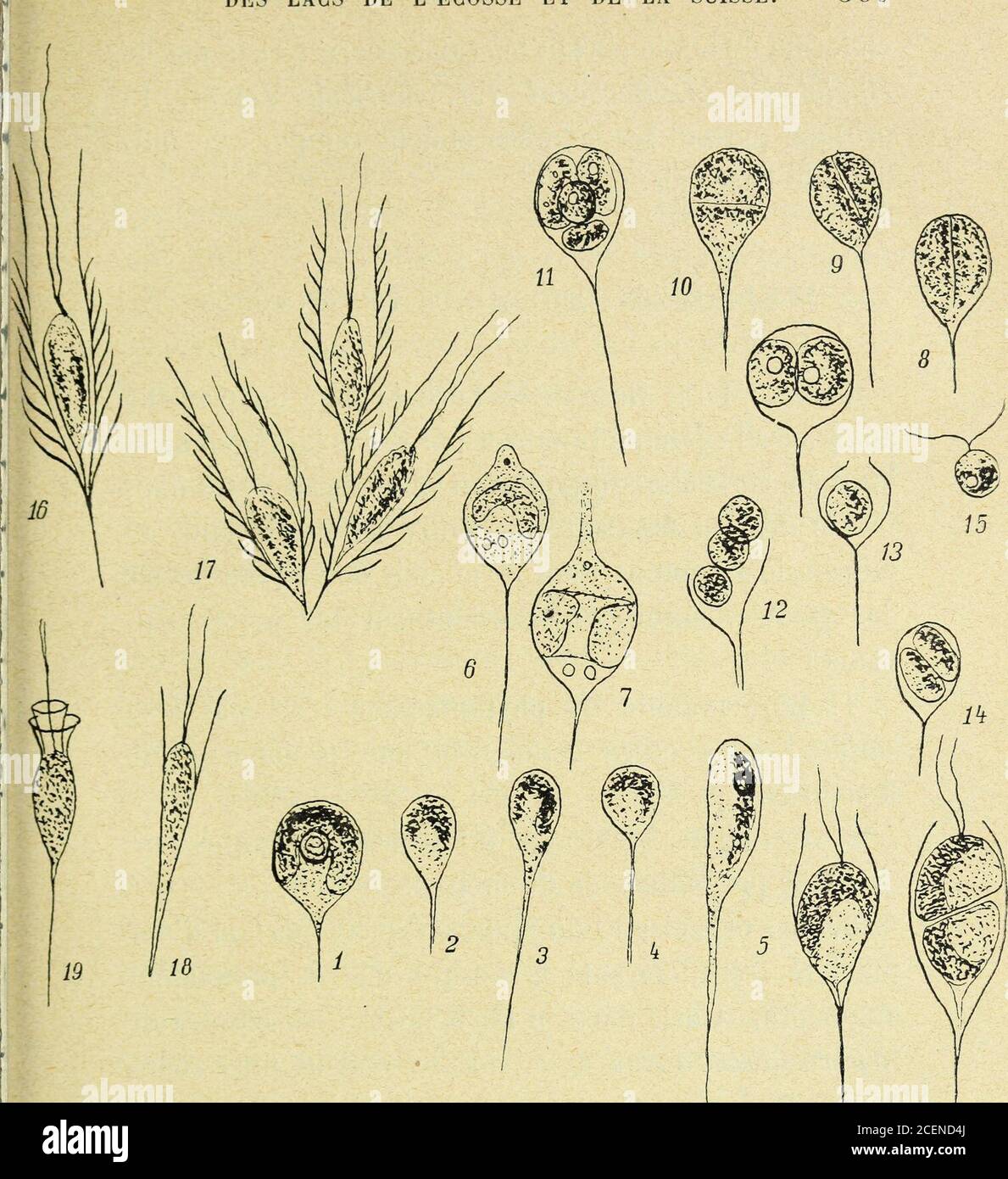 Hétérocyste hi-res stock photography and images - Alamy