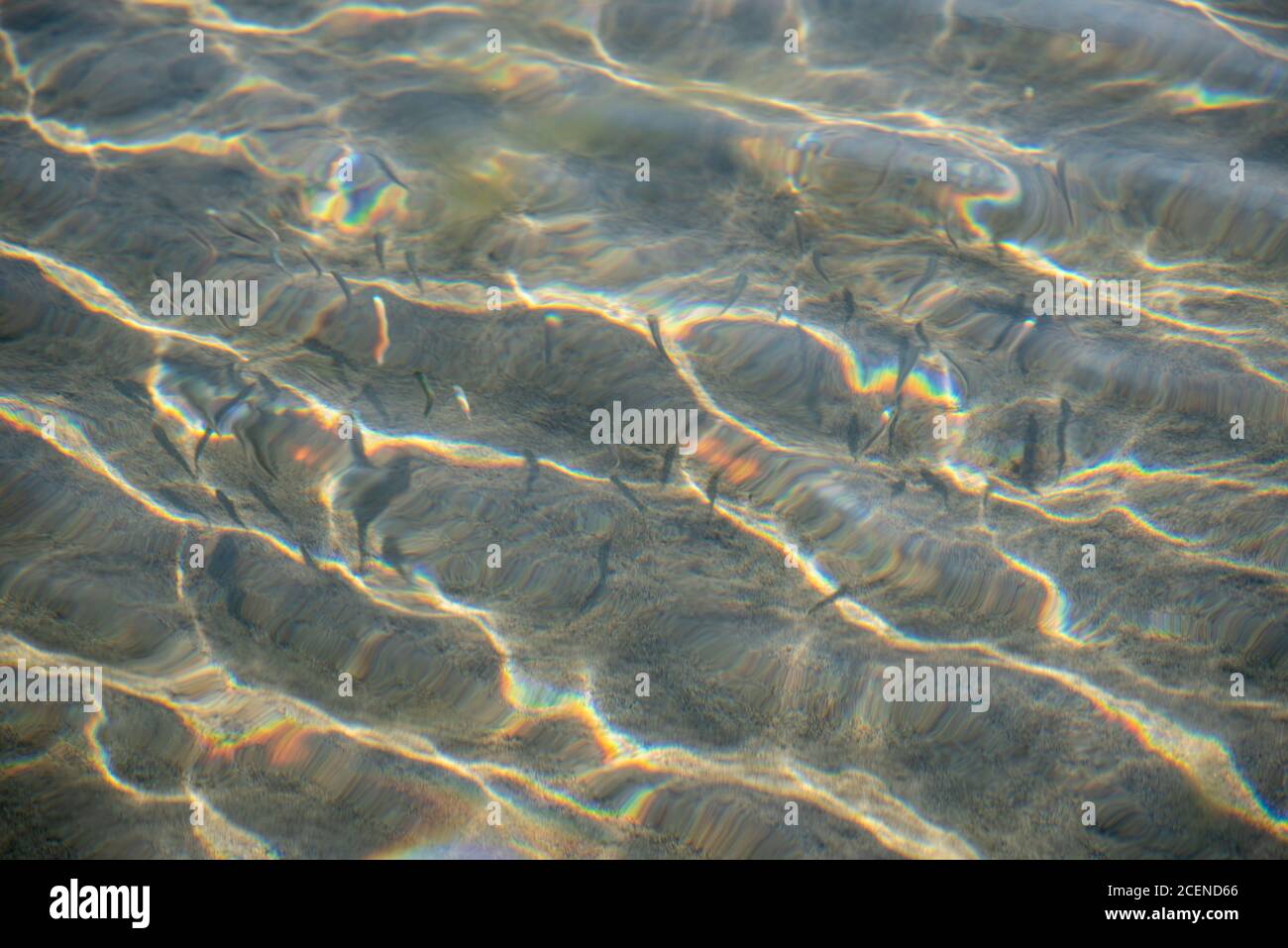 Full frame clear sea water with floating fish Stock Photo - Alamy