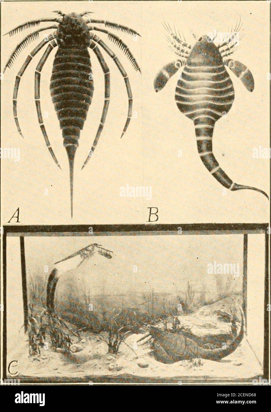 Eurypterids hi-res stock photography and images - Alamy