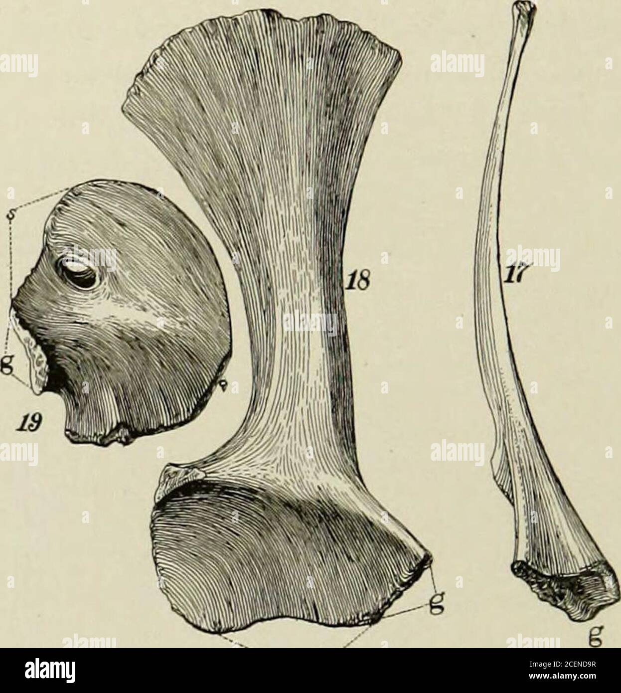 . Osteology of Haplocanthosaurus : with description of a new species ...