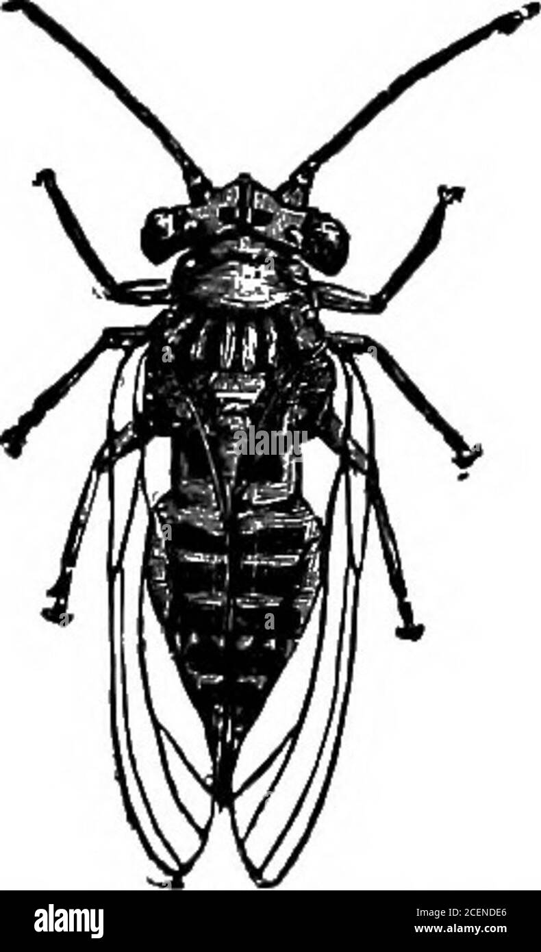 . Agriculture for southern schools. staken for insects are the spiders ...