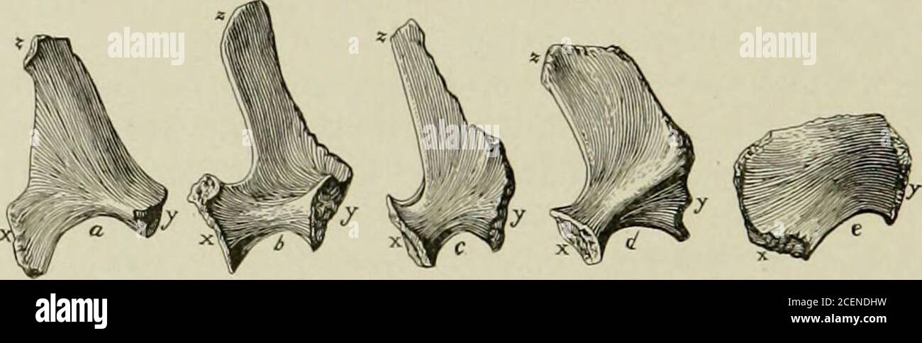 . Osteology of Haplocanthosaurus : with description of a new species ...