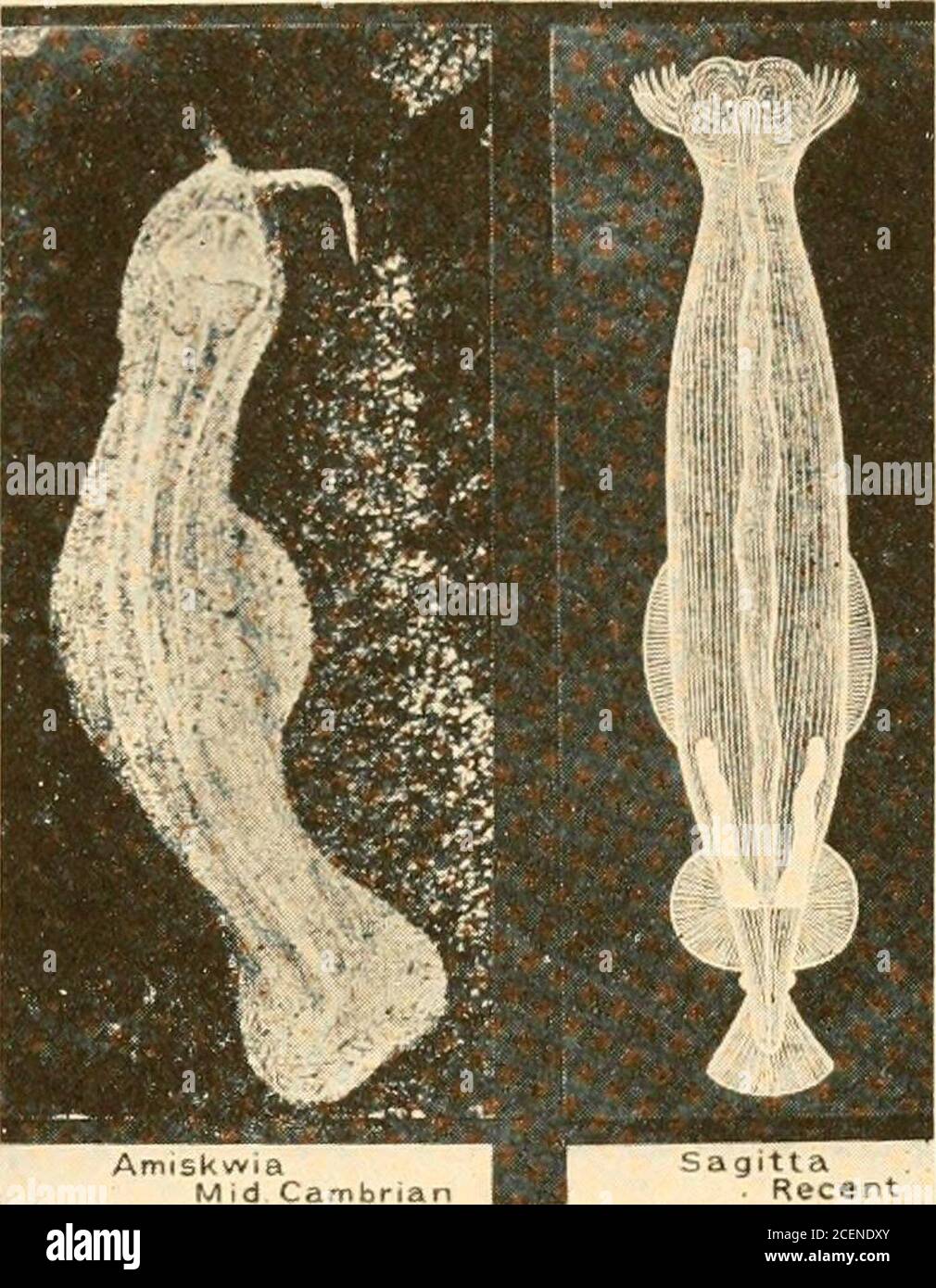 Chaetognaths hi-res stock photography and images - Alamy