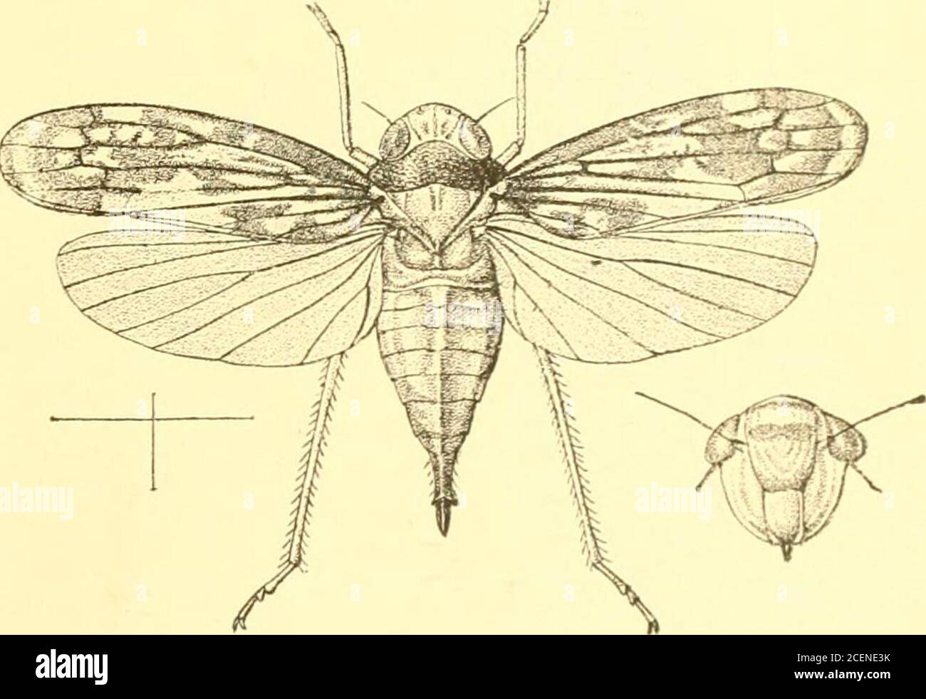 Deeply ridged hi-res stock photography and images - Alamy