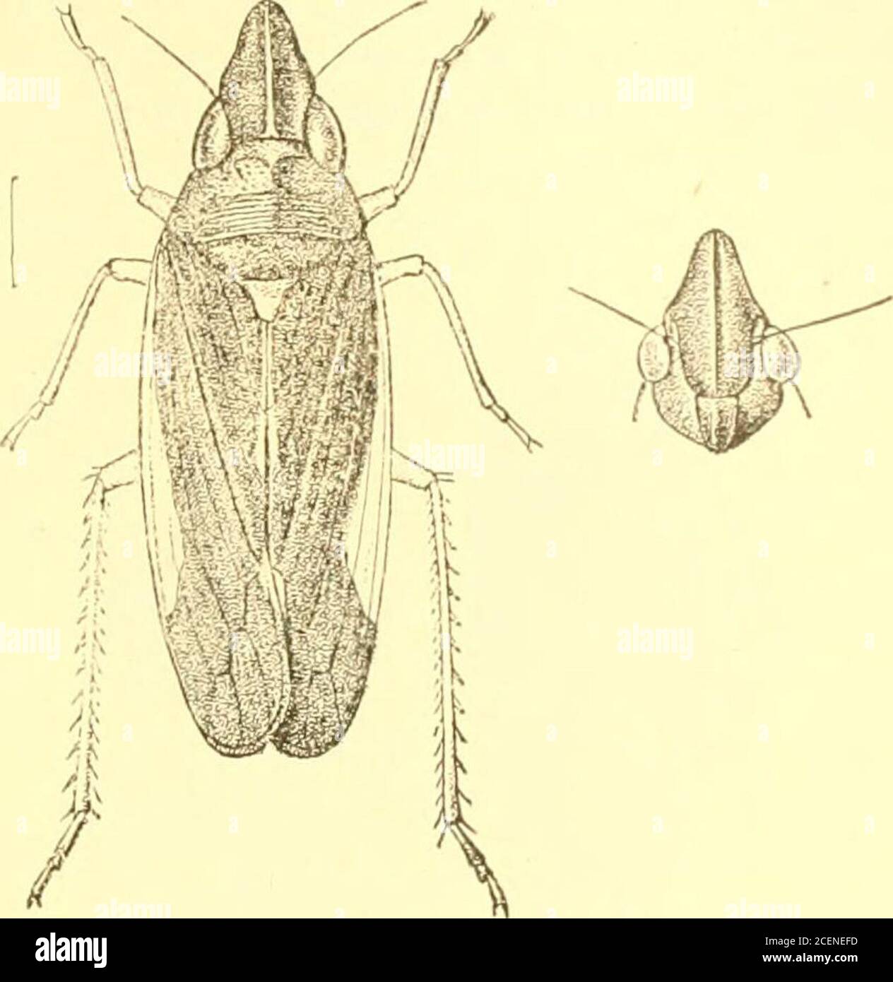 Striate area hi-res stock photography and images - Alamy