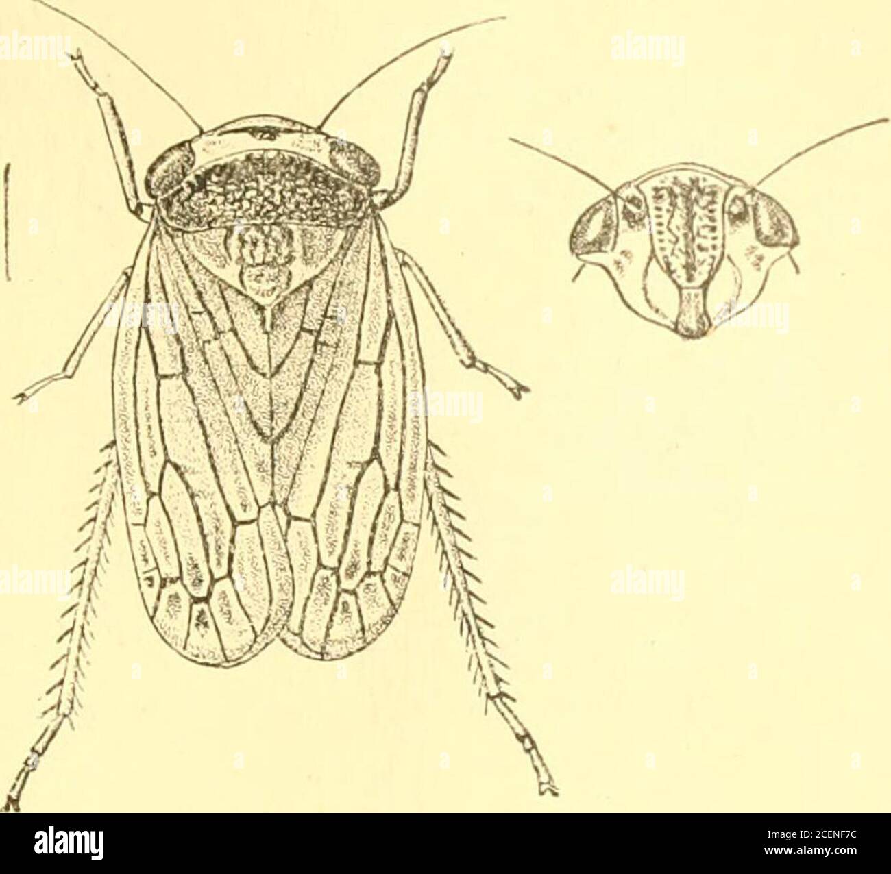 . Rhynchota ... rgin transverselysinuate; scutellum large, broad, its ...
