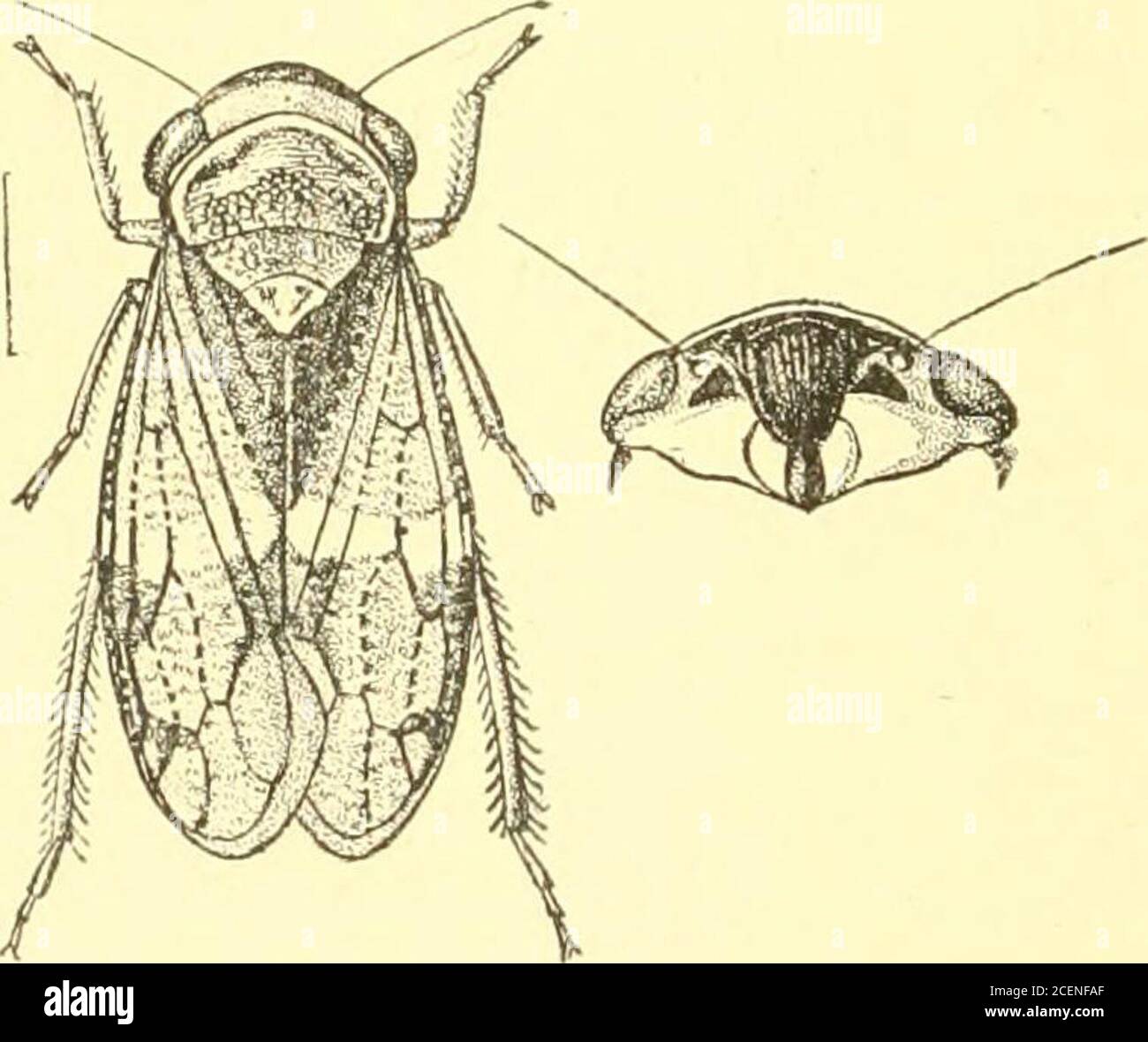 Jassid hi-res stock photography and images - Alamy