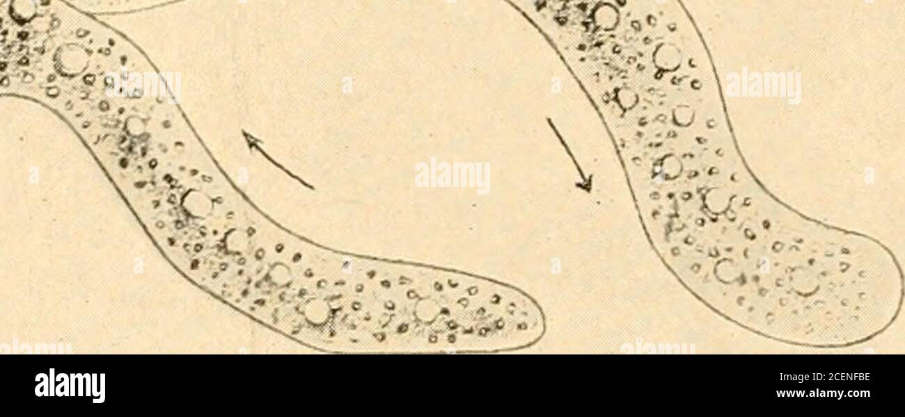 . The origin and evolution of life, on the theory of action, reaction ...