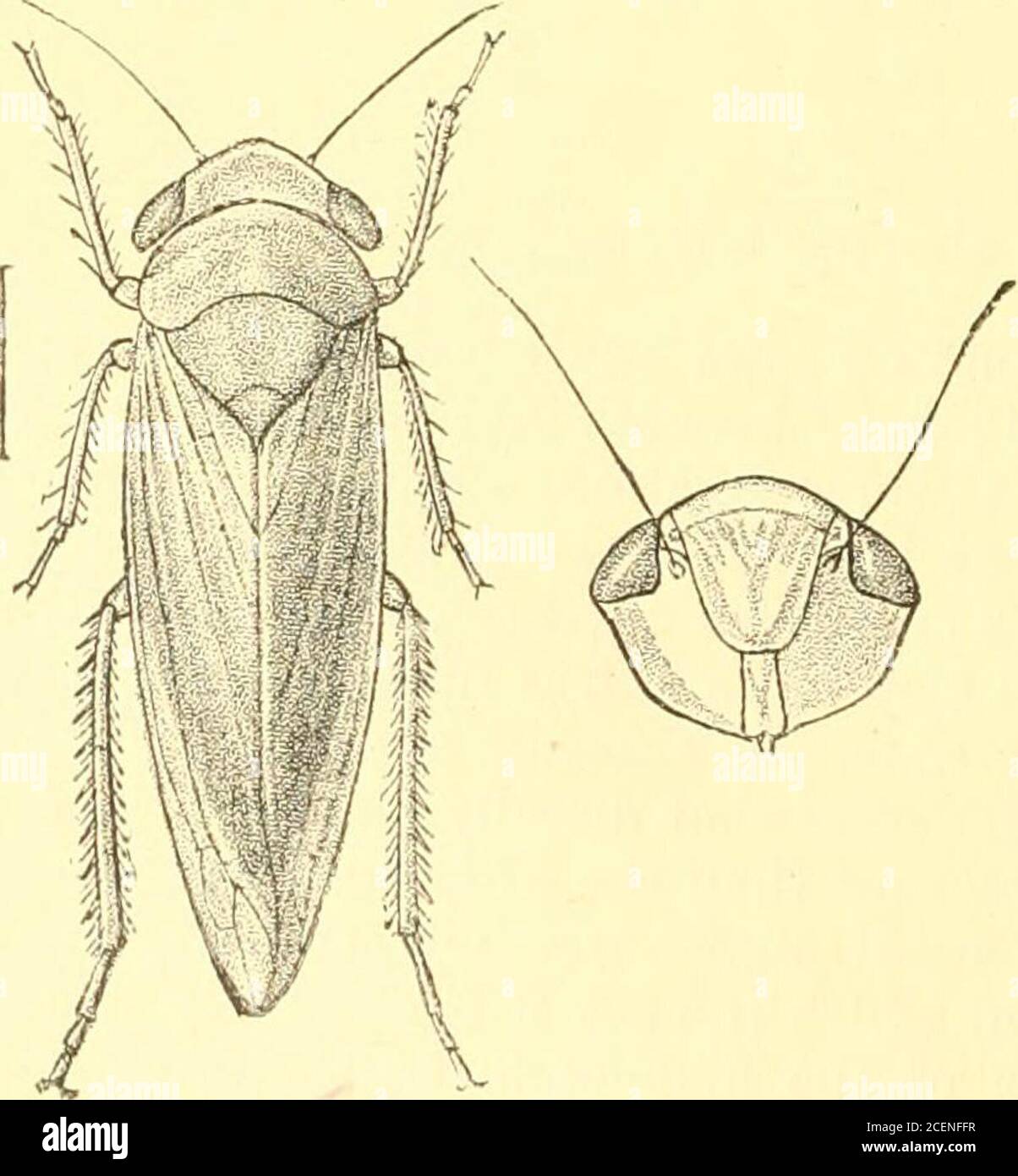 Broad rostrum hi-res stock photography and images - Alamy