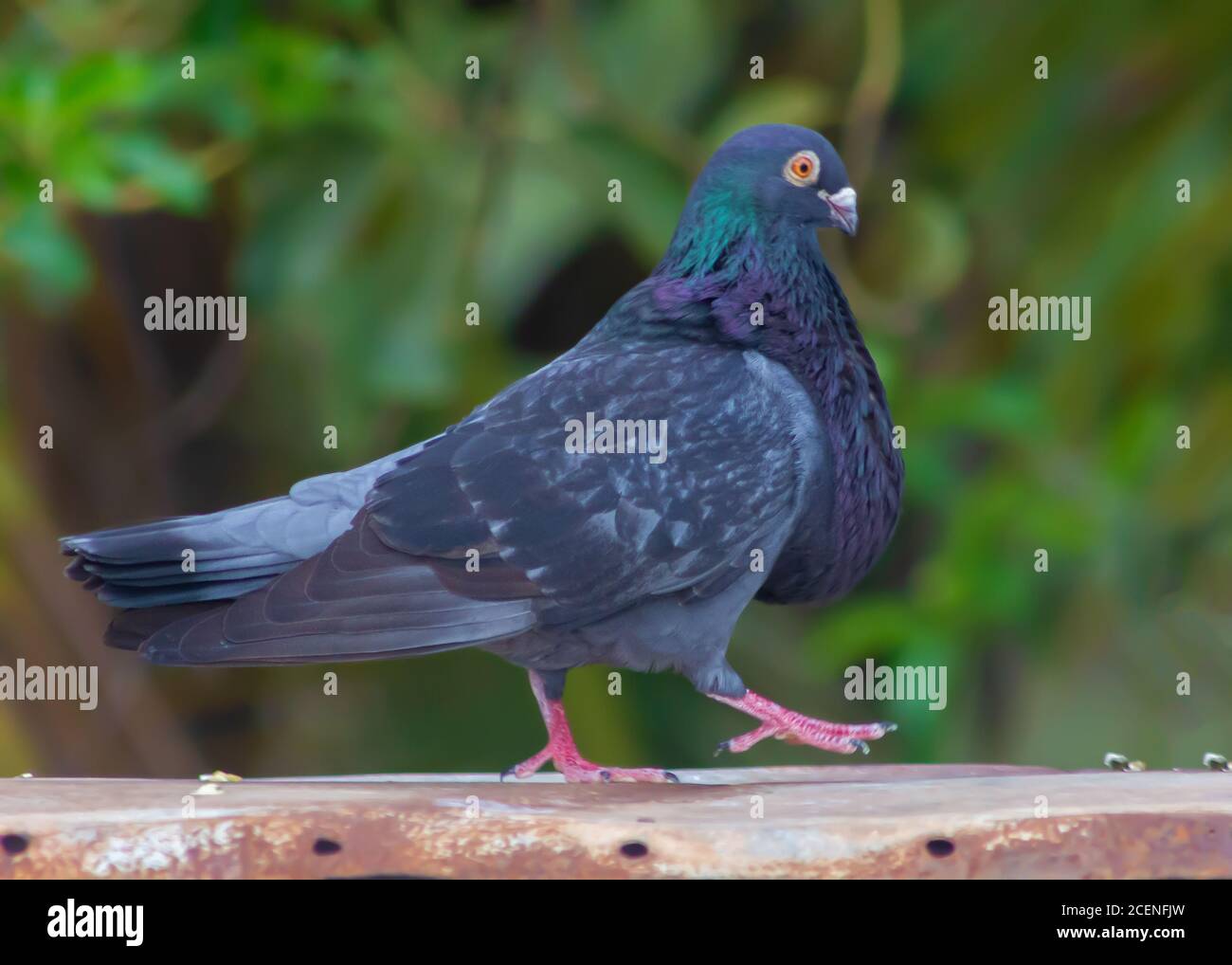 Pidgins pidgin hi-res stock photography and images - Alamy