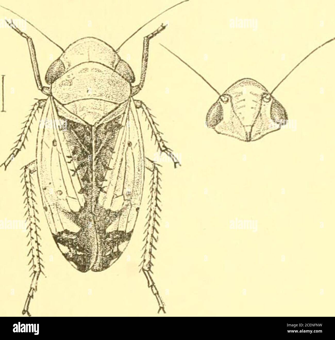 . Rhynchota ... sof the pronotum; pronotum longer than vertex ...