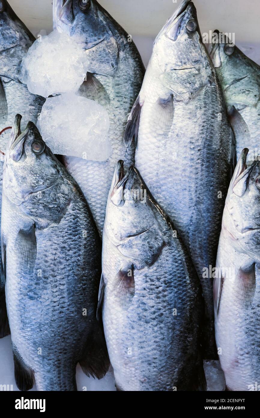 Barramundi perch hi-res stock photography and images - Alamy