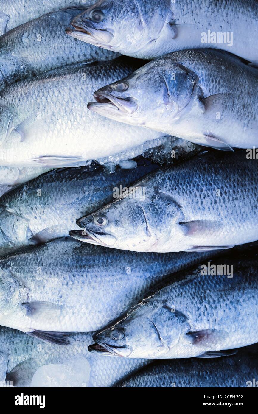 Seafood, Fresh Barramundi Fish in market Stock Photo - Alamy