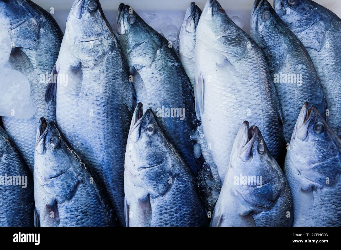 Giant barramundi hi-res stock photography and images - Alamy