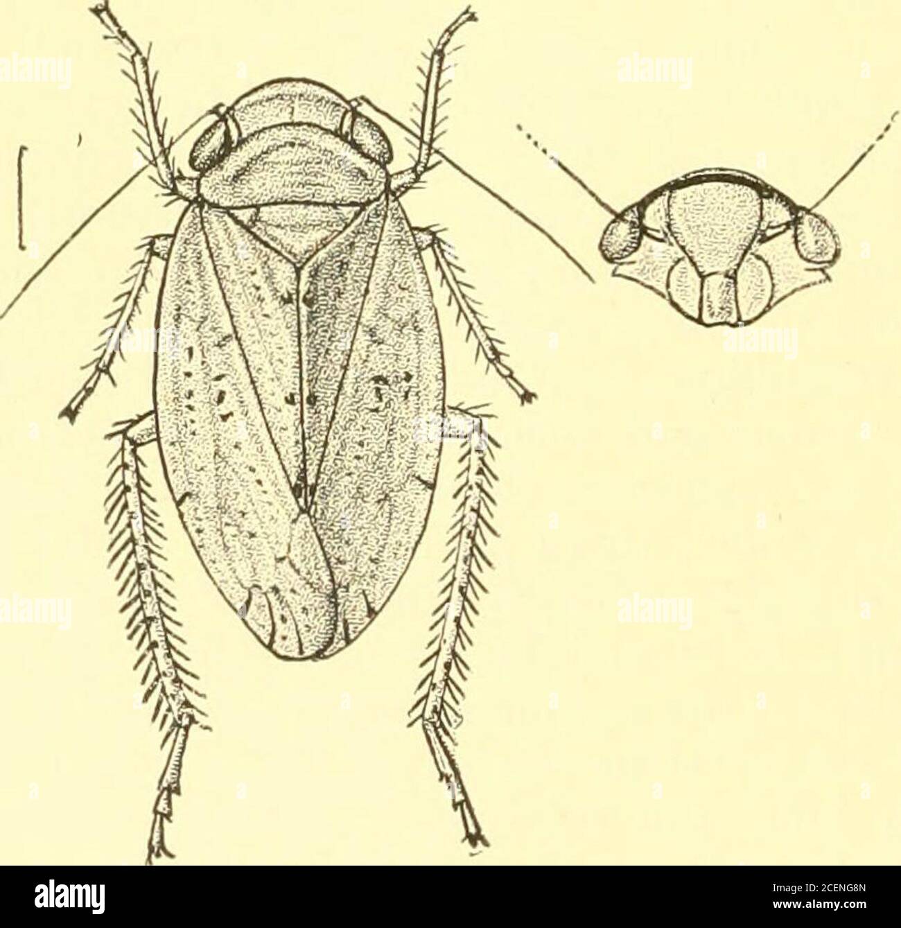 Jassid hi-res stock photography and images - Alamy