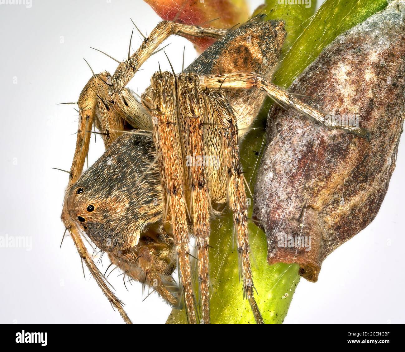Elegant lynx spider hi-res stock photography and images - Alamy
