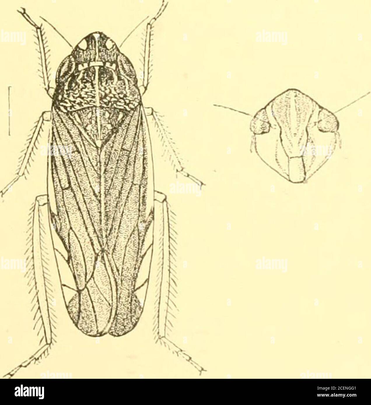 Convex cheeks hi-res stock photography and images - Alamy