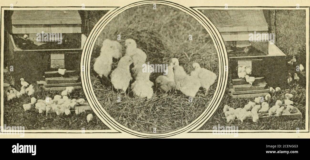 . Artificial incubating and brooding. 54 ARTIFICIAL BROODING ...