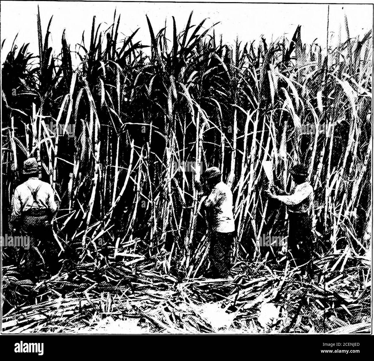 . Agriculture for southern schools. stiff soils of the sugar cane ...