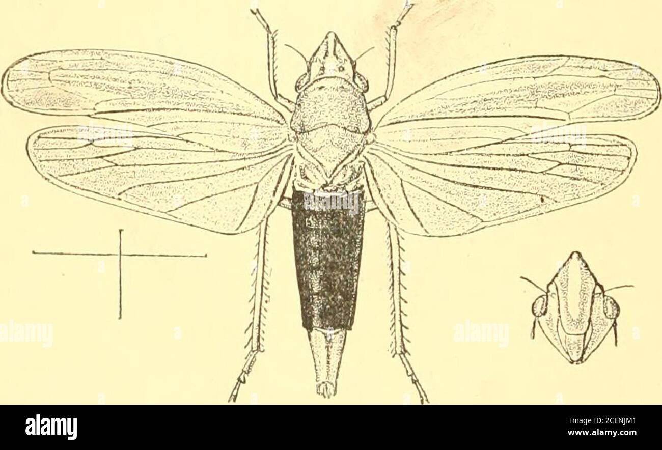 Large rounded abdomen hi-res stock photography and images - Alamy