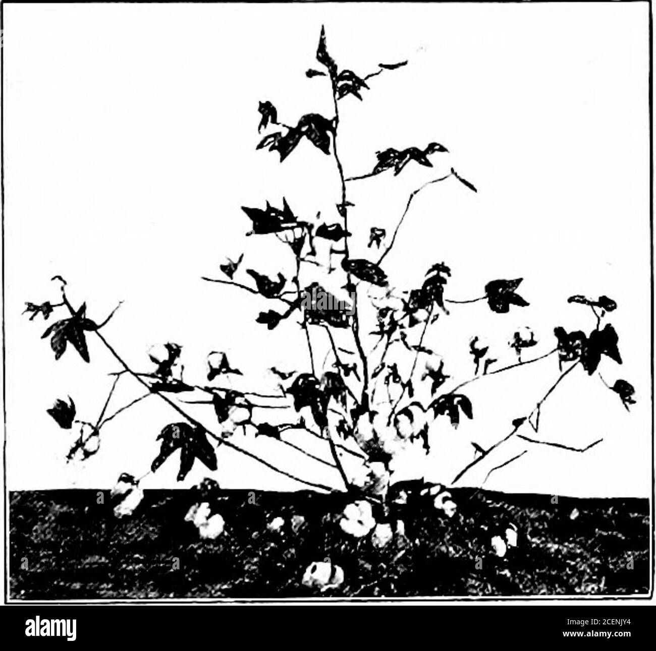 Cot varieties Black and White Stock Photos & Images - Alamy