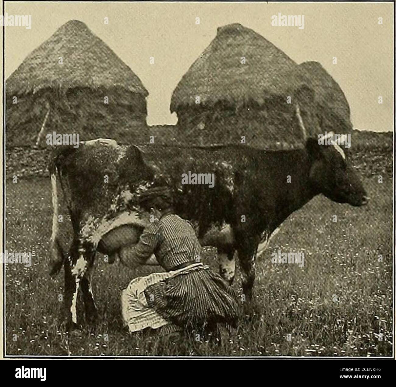 Tapering abdomen hi-res stock photography and images - Alamy