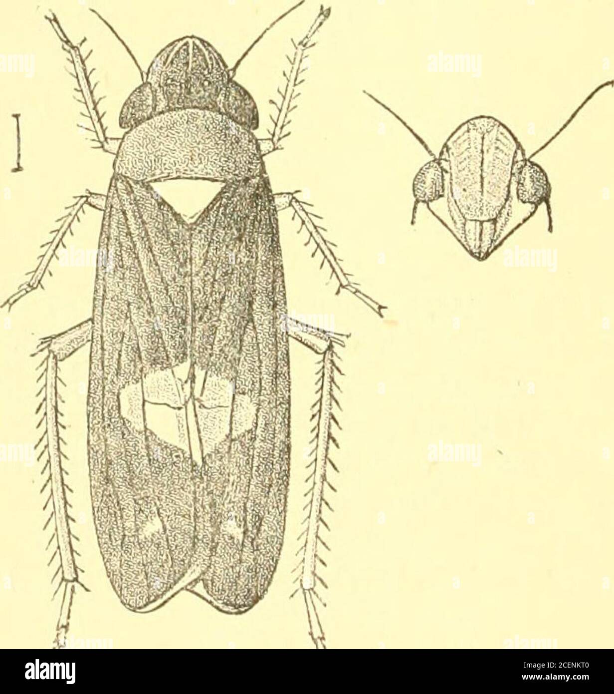 . Rhynchota ... ^ produced anteriorly, as long asbreadth between eyes ...