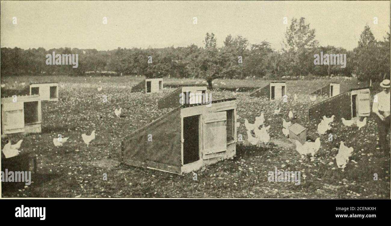 . Artificial incubating and brooding. H—COLONY HOUSES ON GRASS RANGE On ...