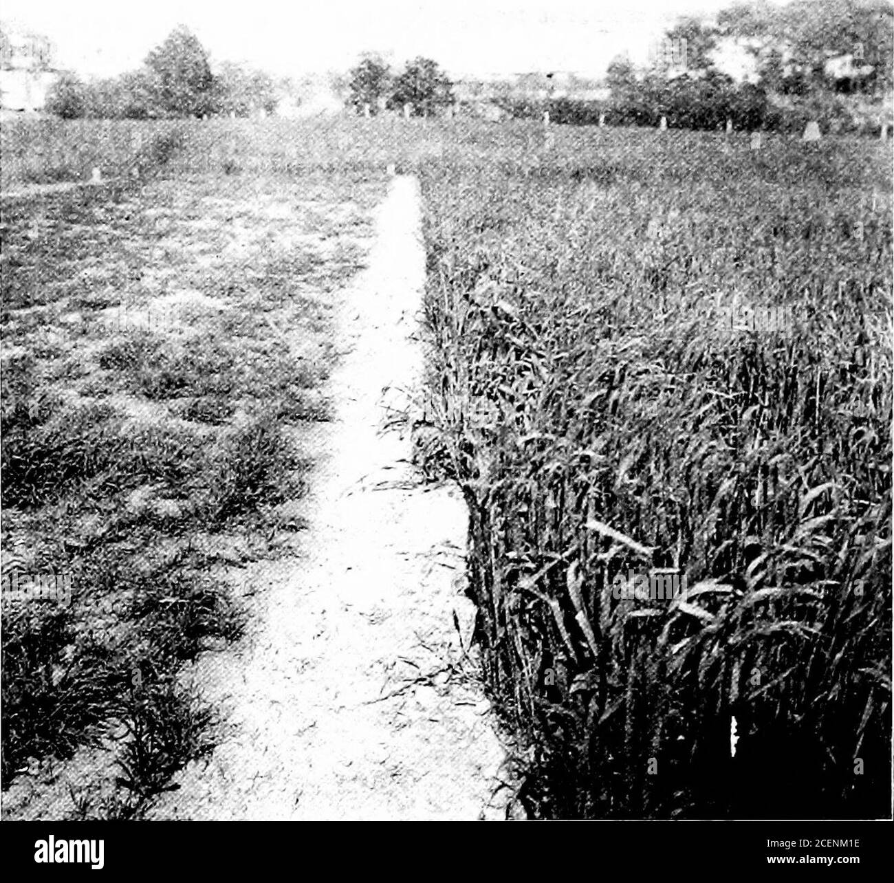 . Agriculture for southern schools. nce, a wheat or an oat plant ...