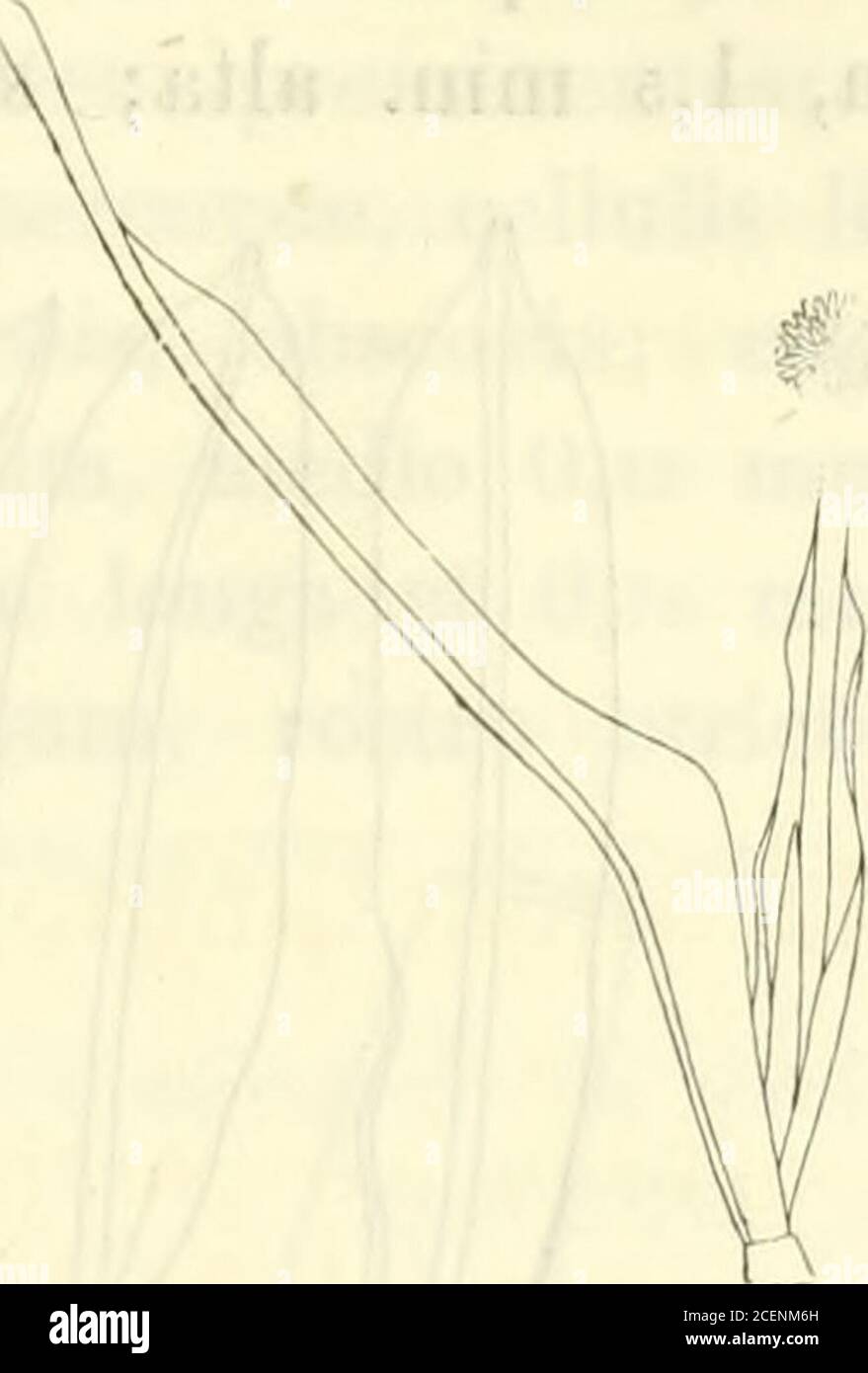 Muller cells hi-res stock photography and images - Alamy