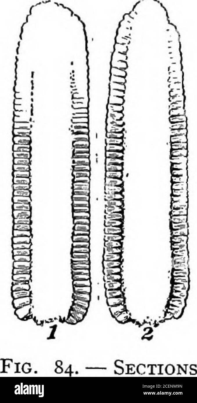 Ear shaped shell Black and White Stock Photos & Images - Alamy