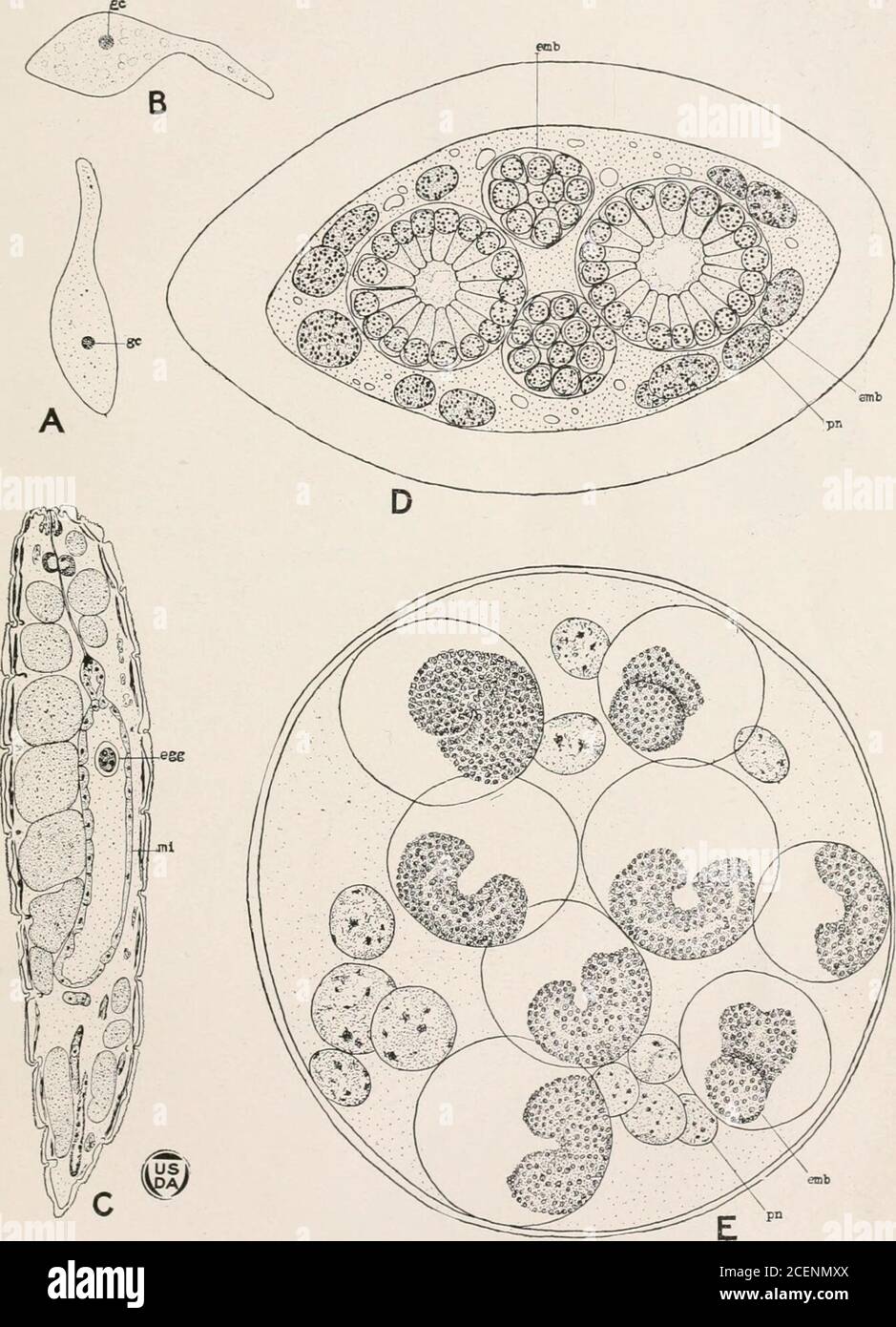 Hyperparasitism hi-res stock photography and images - Alamy