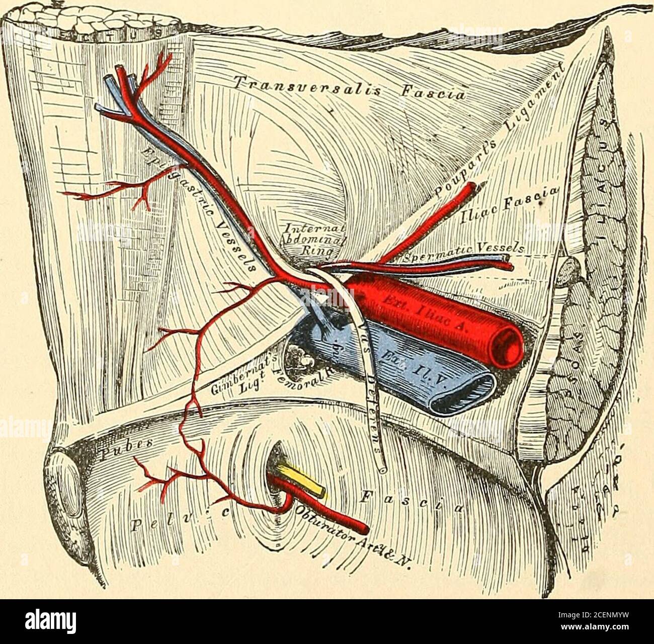 Femoral canal hi-res stock photography and images - Alamy