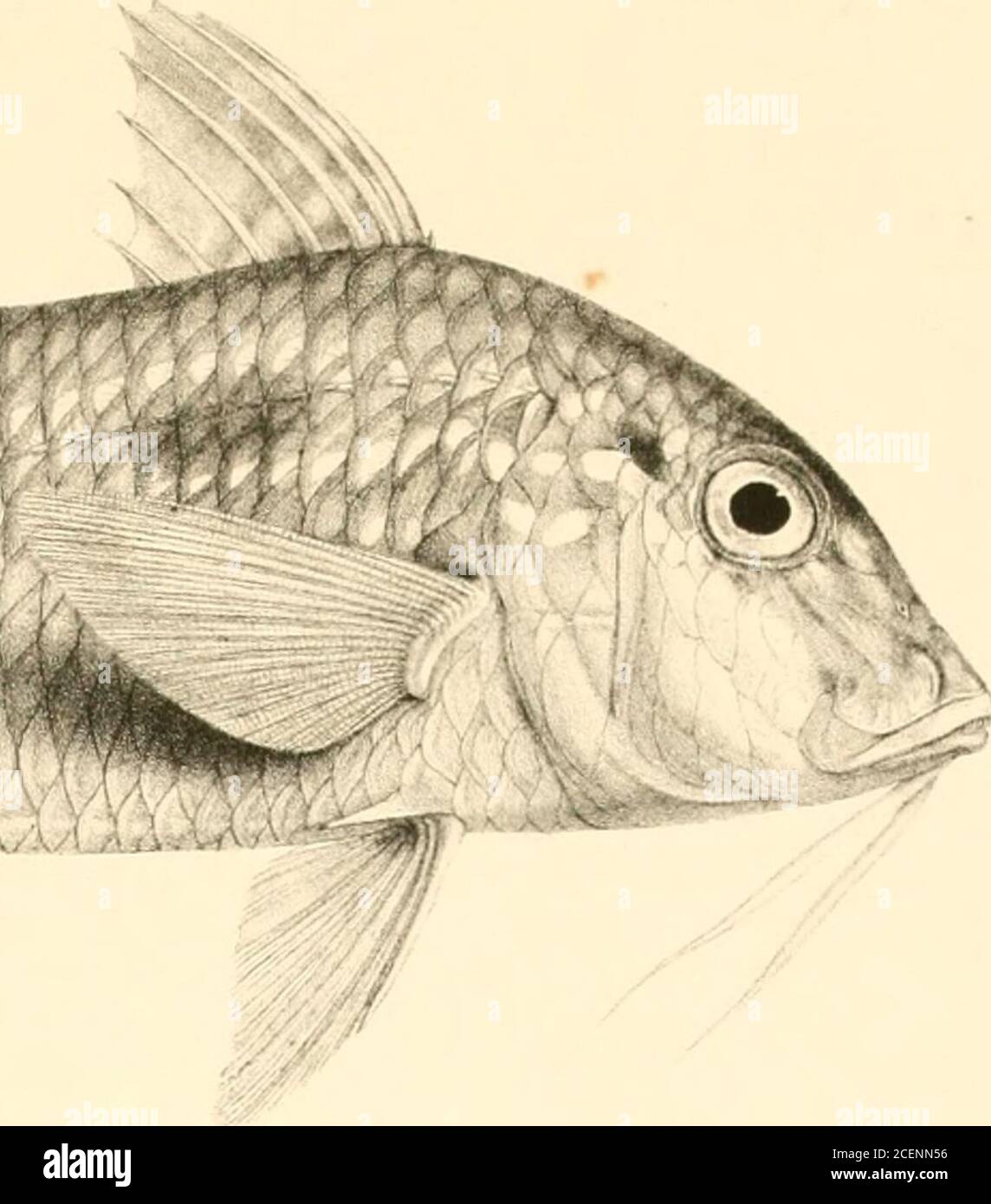 . An account of the fishes of the states of Central America : based on ...