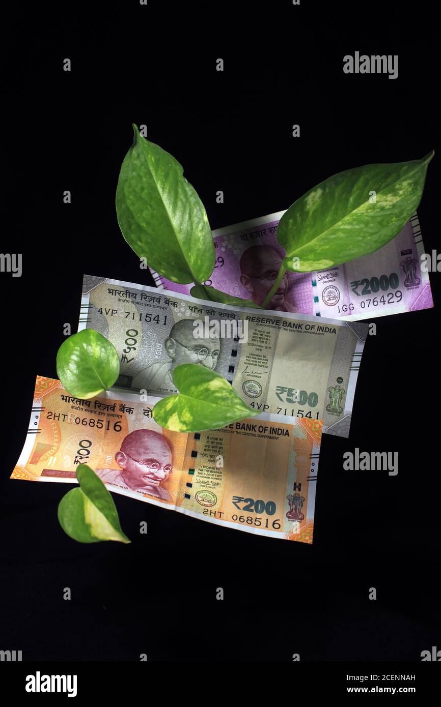 Indian Money Tree Images