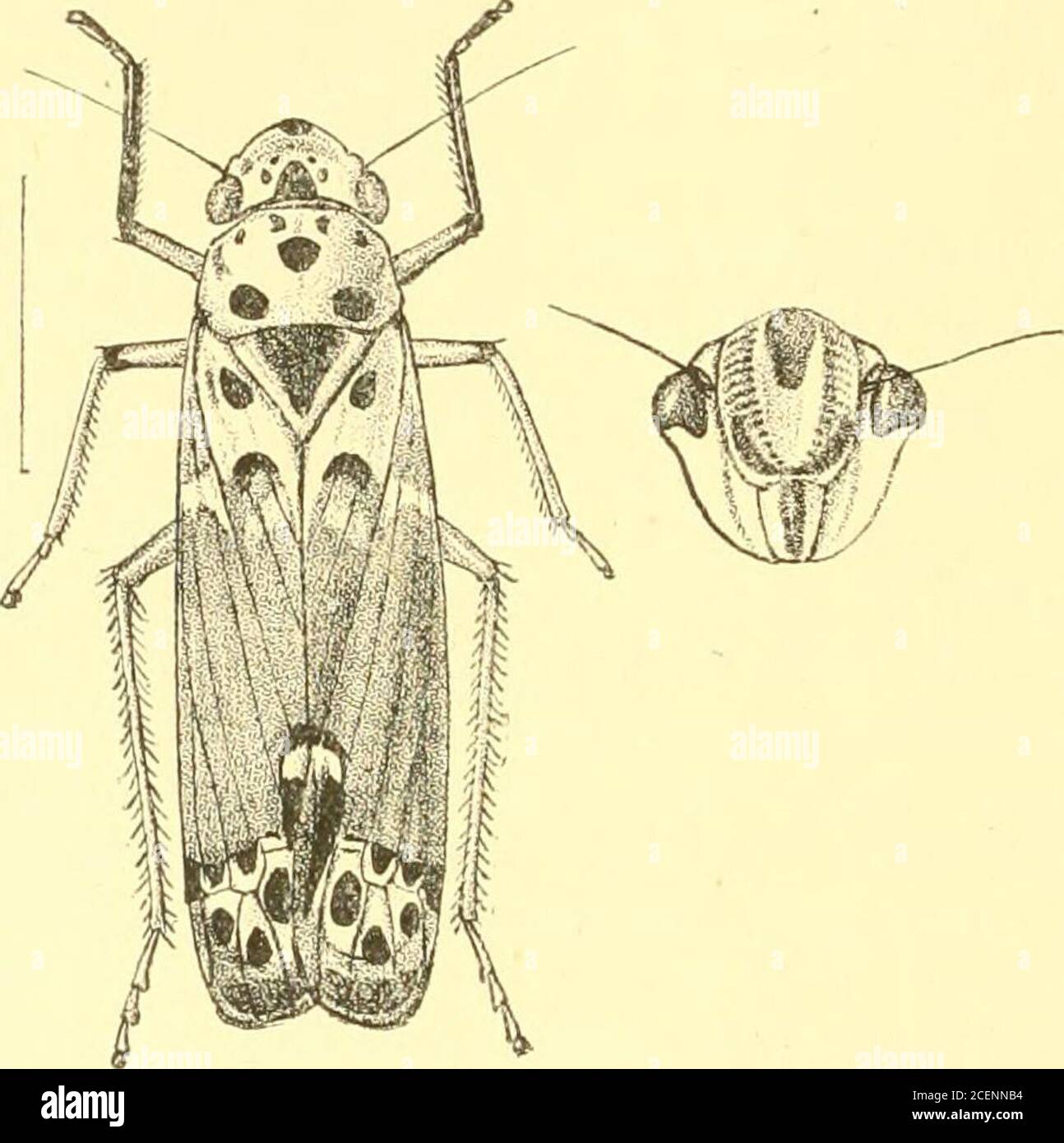 . Rhynchota ... nd one apical; tegmina creamy-white, costal area for ...